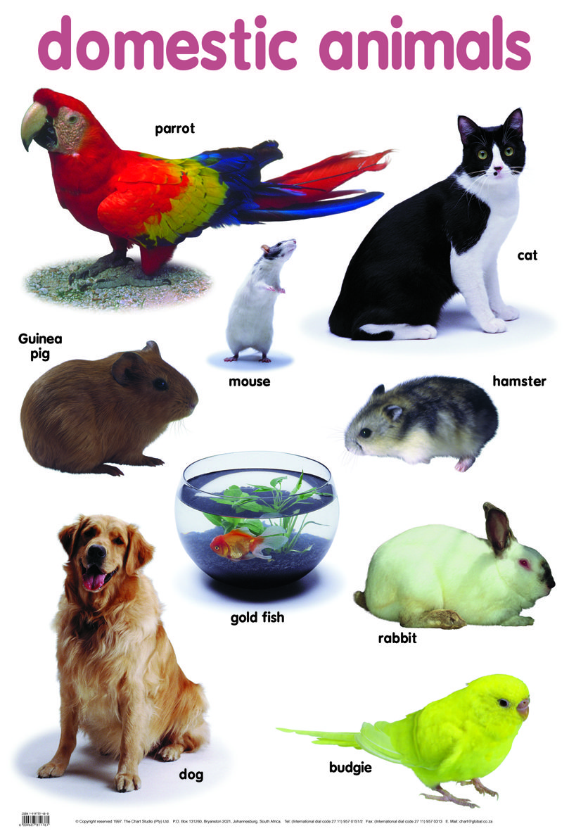 DOMESTIC ANIMALS CHART – Clever Toys