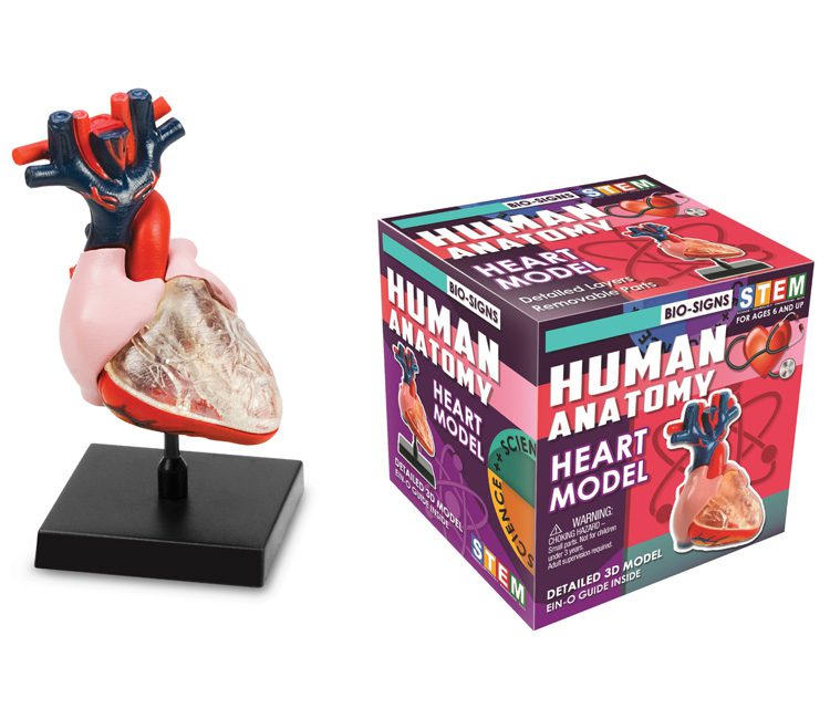 HEART MODEL – Clever Toys