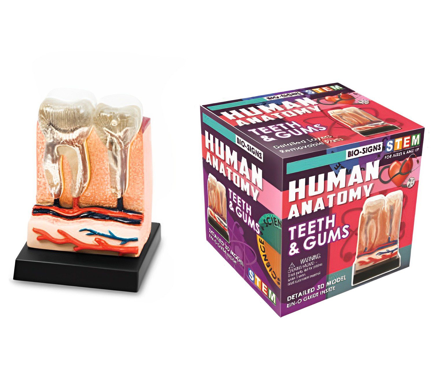 TEETH & GUMS – Clever Toys