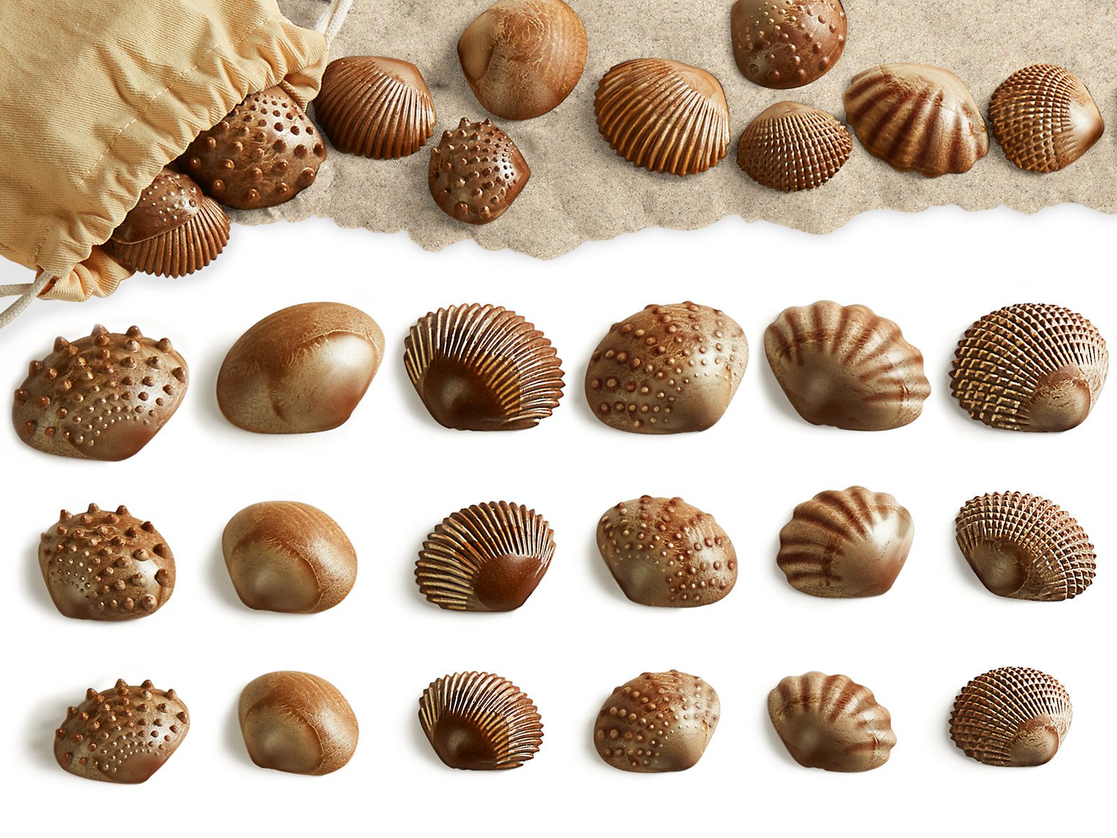 SENSORY MATCH SEASHELLS – Clever Toys